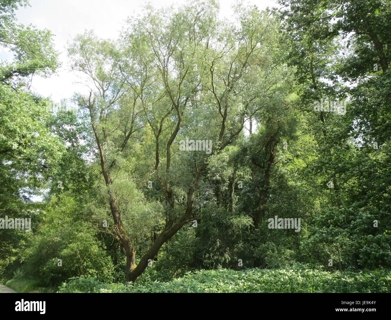 Salix alba, or white willow, is a deciduous tree native to Europe and ...