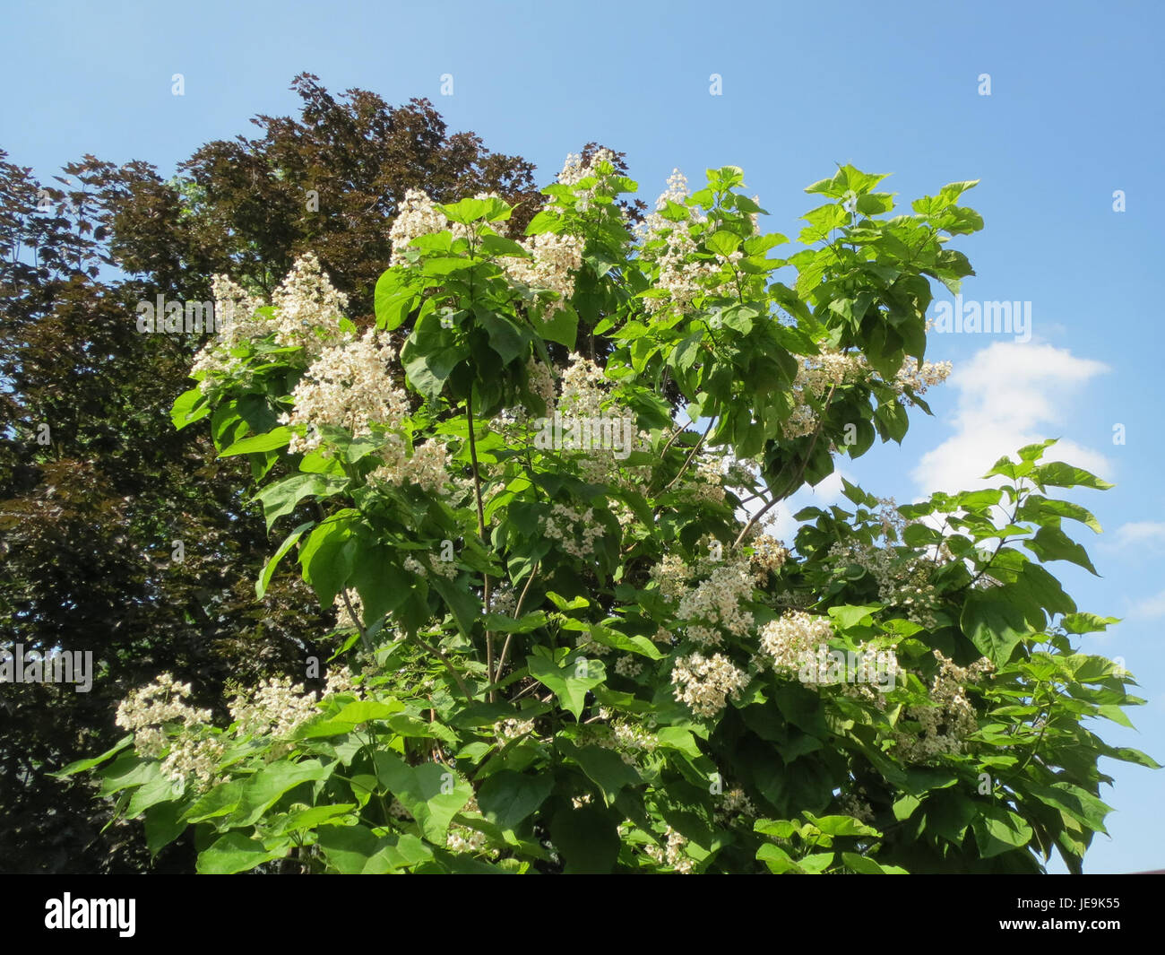 Catalpa bignonioides, commonly known as the Southern catalpa, is a ...