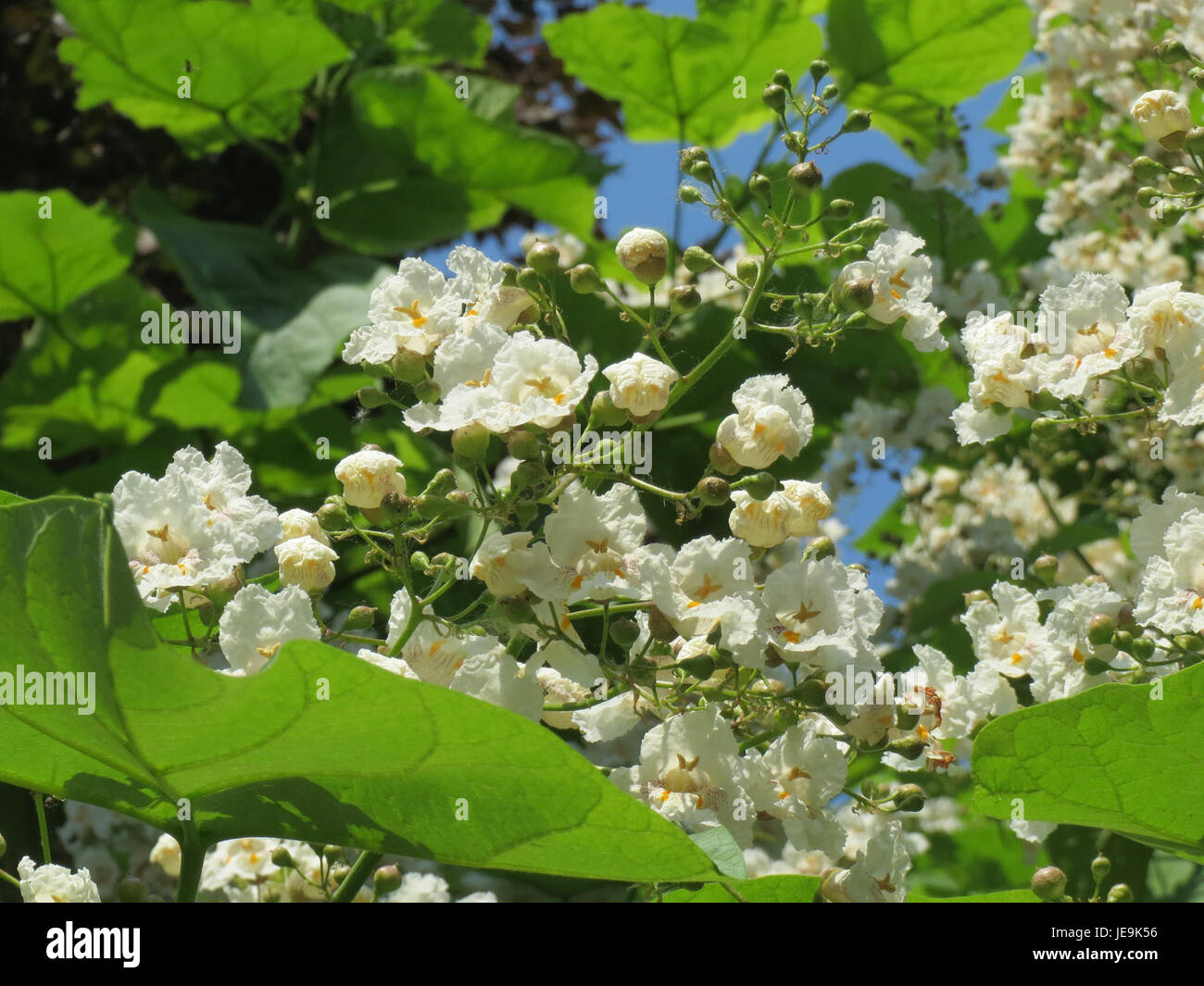 Catalpa bignonioides, commonly known as the Southern Catalpa, is a ...