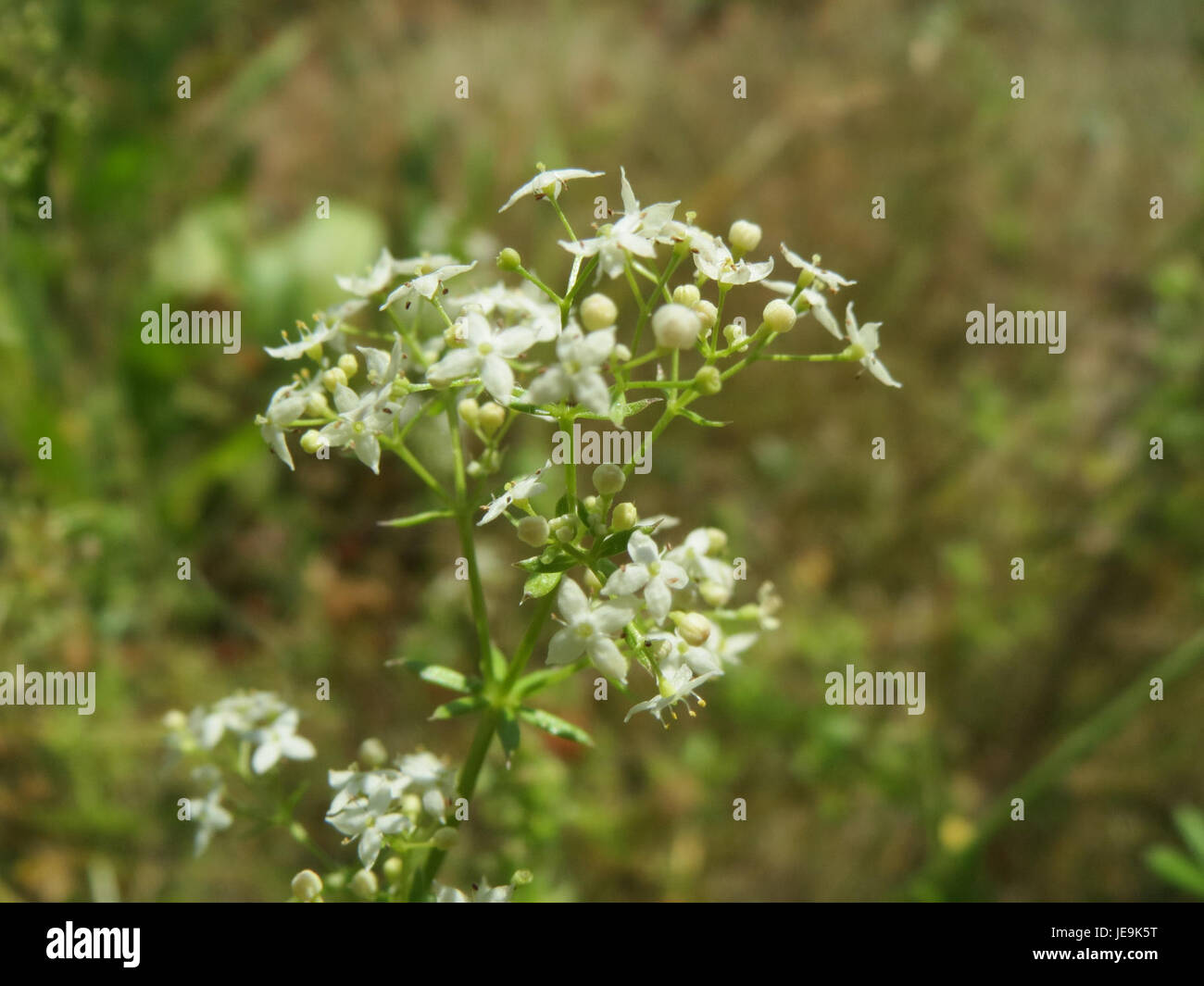 Common bedstraw hi-res stock photography and images - Alamy