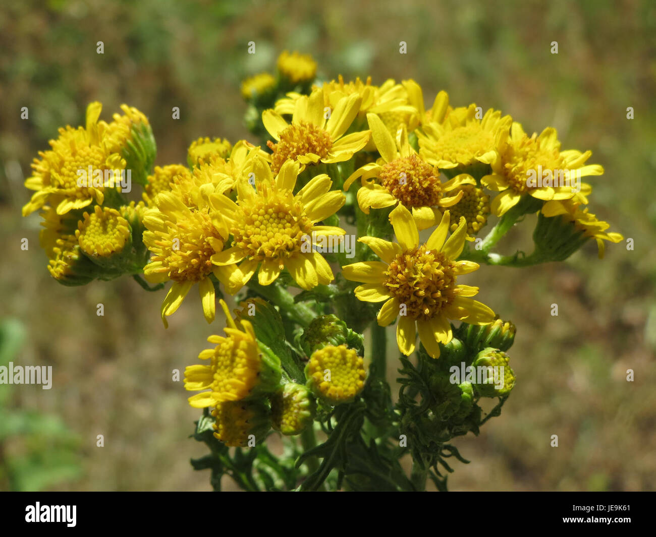'Jacobaea vulgaris', commonly known as ragwort, is a flowering plant ...