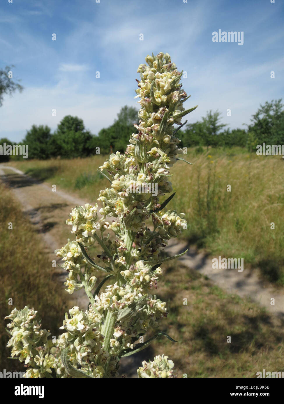 Medicinal plant great mullein hi-res stock photography and images - Alamy