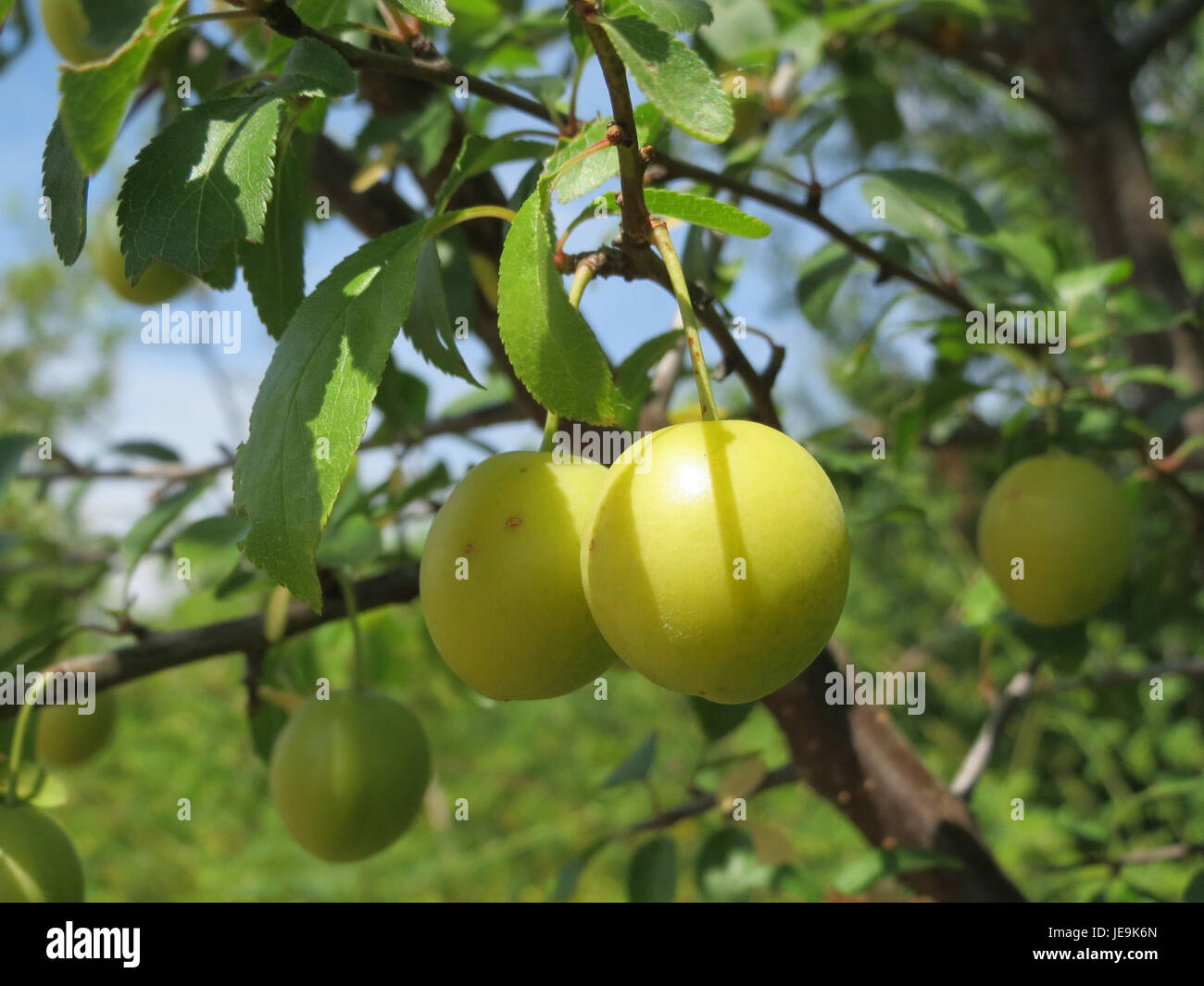 Prunus cerasifera, also known as the cherry plum, is a small deciduous ...