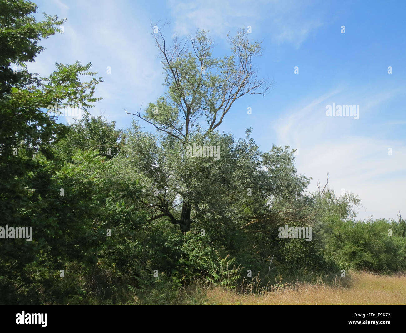 Salix alba, commonly known as white willow, is a species of willow tree ...