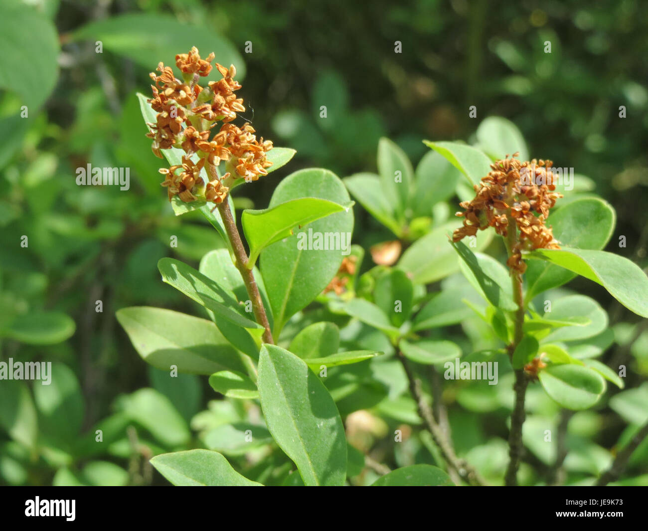 Ligustrum vulgare, commonly known as common privet, photographed on ...