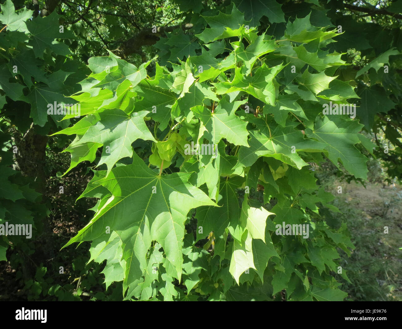 Acer platanoides, commonly known as Norway maple, is a deciduous tree ...