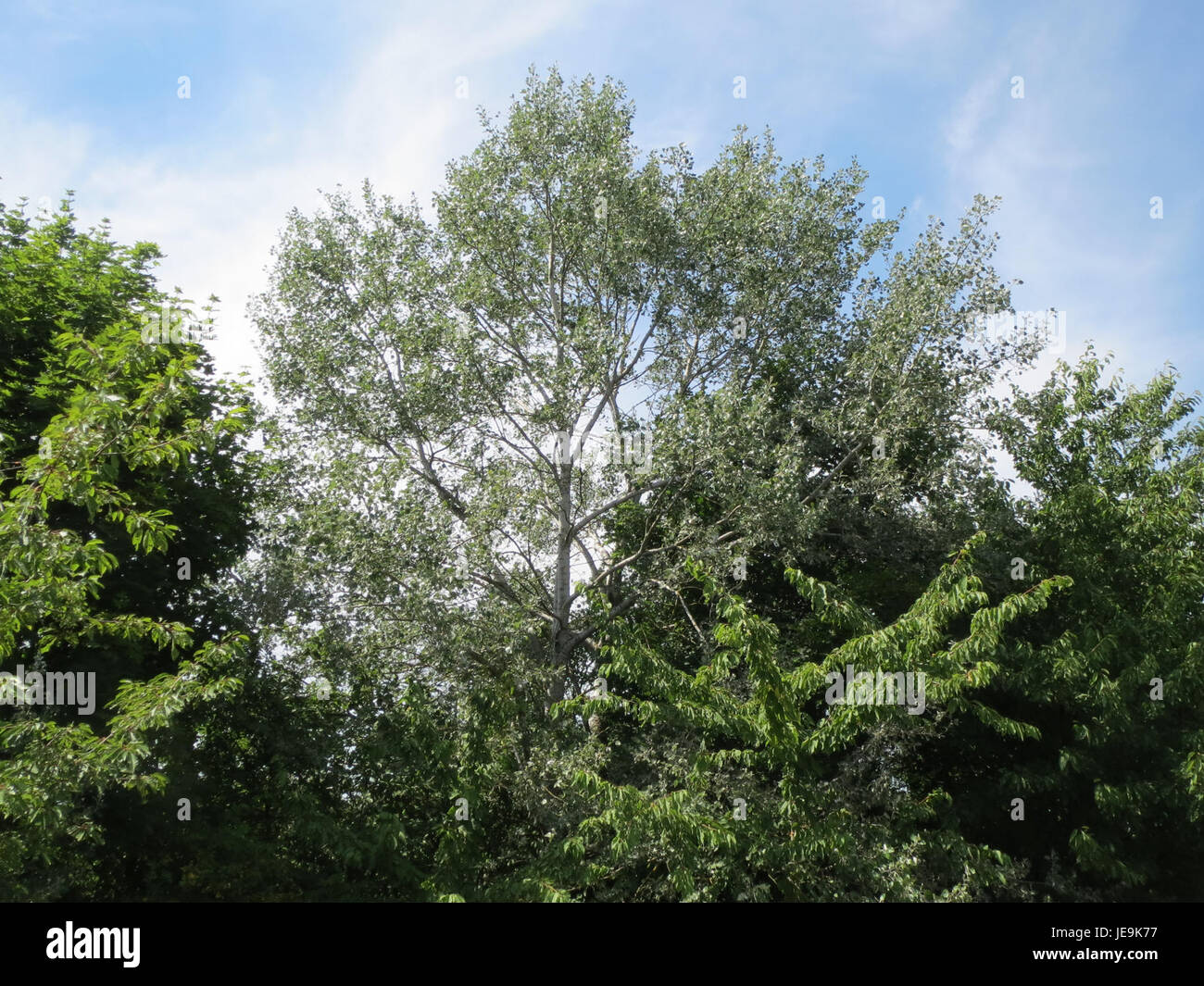 A photograph of Populus alba, commonly known as the white poplar tree ...