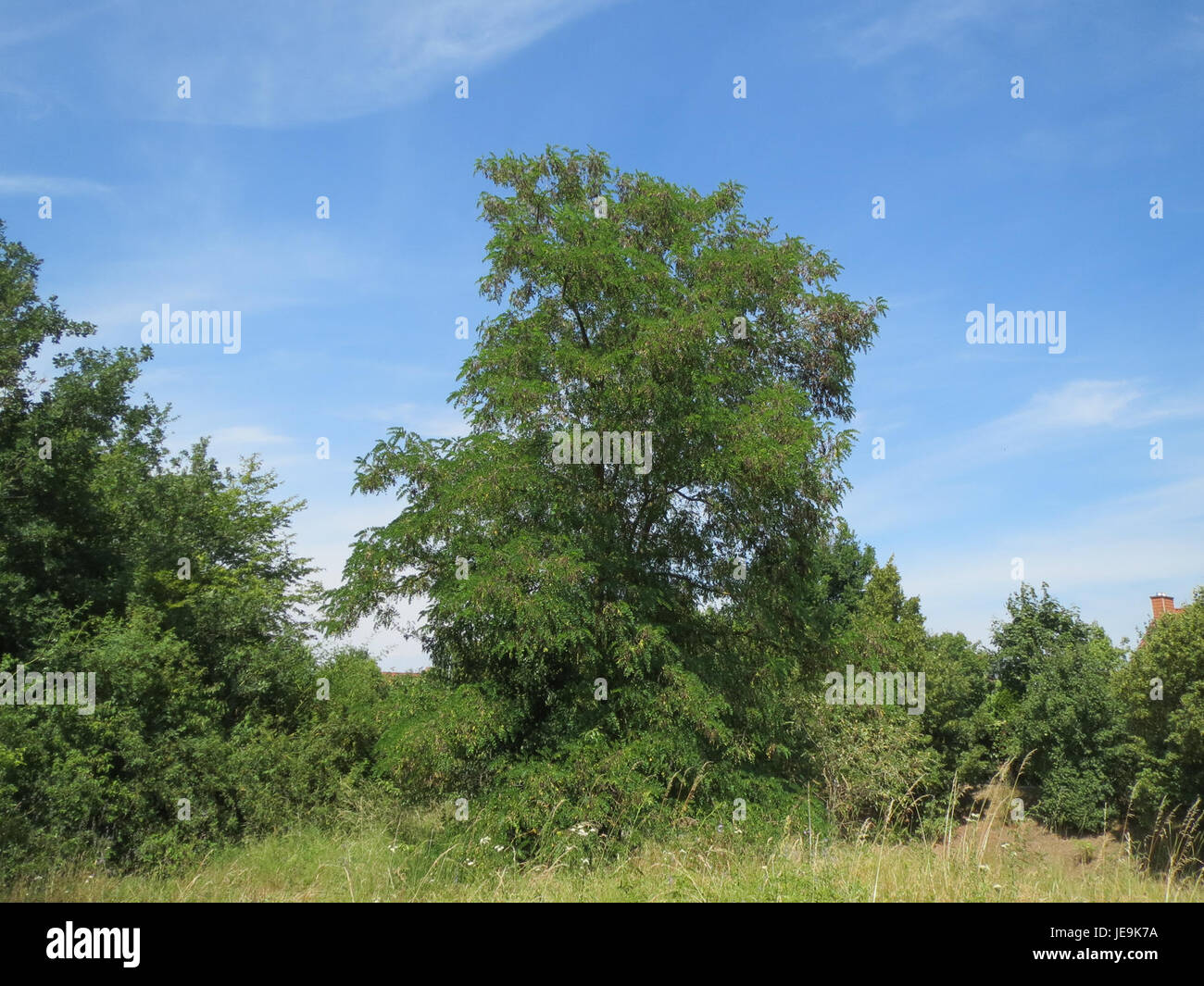 Robinia pseudoacacia, also known as black locust, is a deciduous tree ...