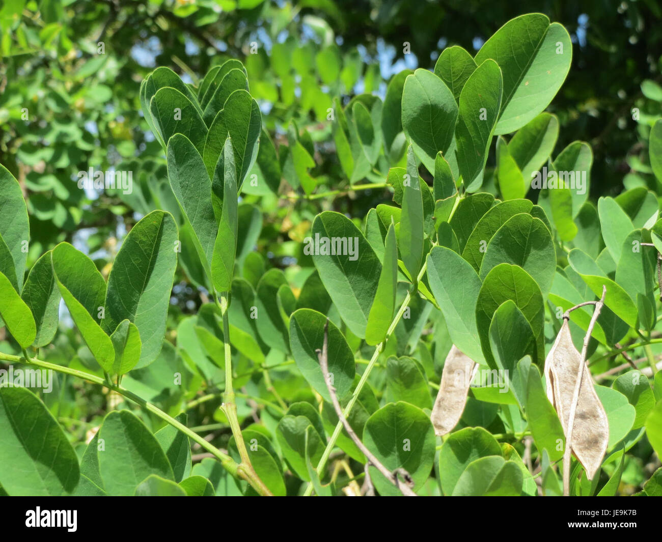 This image features the Robinia pseudoacacia, commonly known as black ...