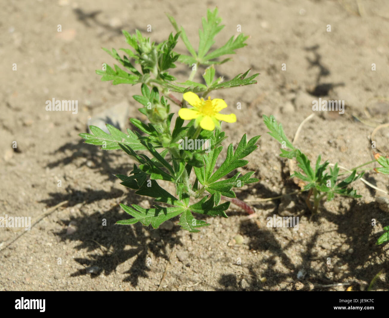 A photograph of Potentilla argentea, commonly known as silvery ...