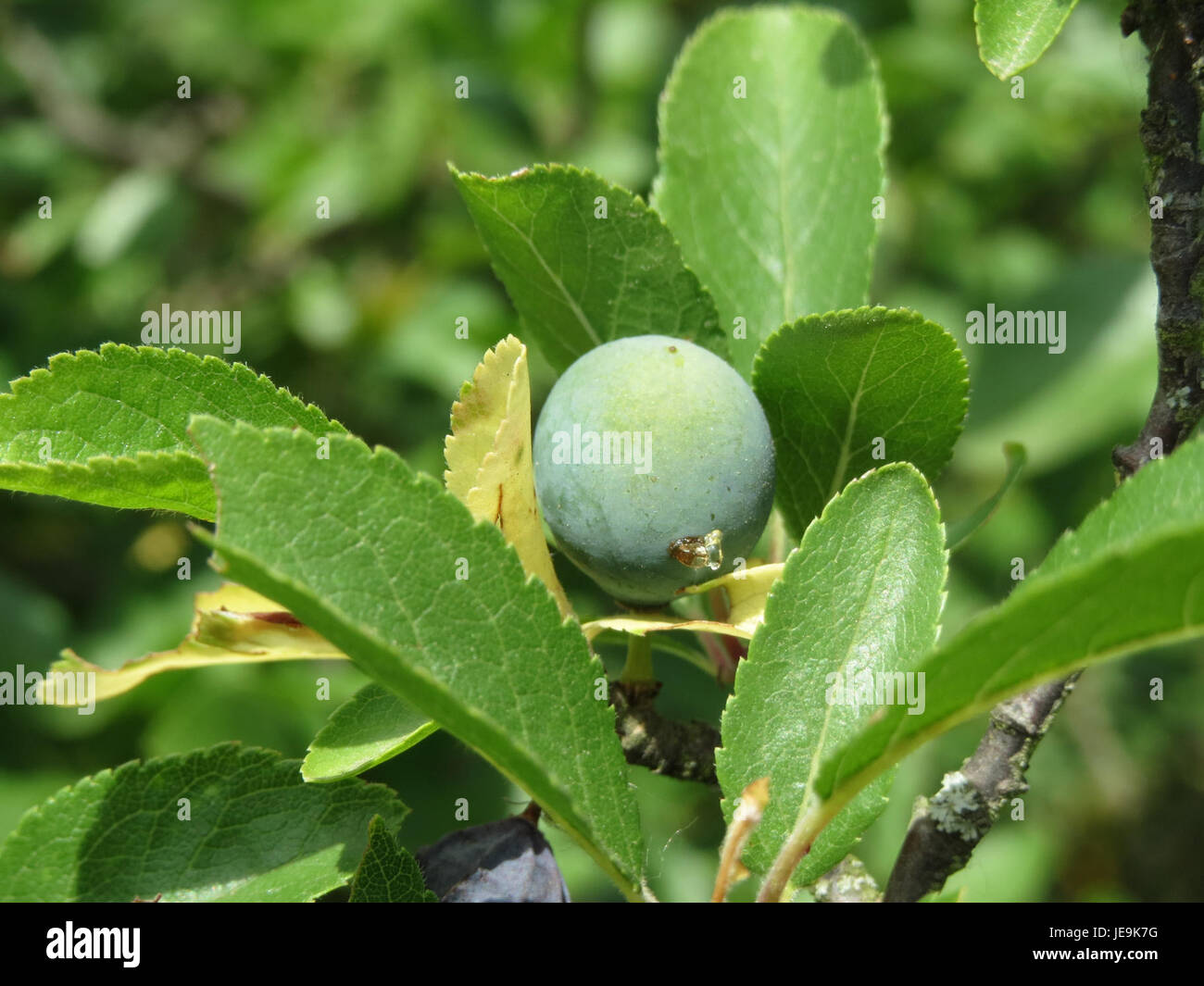 Prunus spinosa, commonly known as the blackthorn, is a deciduous shrub ...