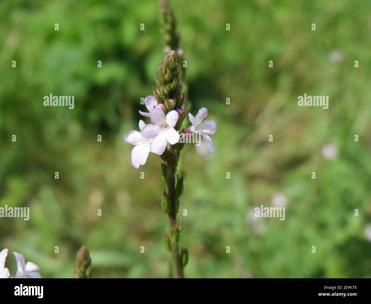 *Verbena officinalis*, commonly known as vervain, is a perennial herb ...