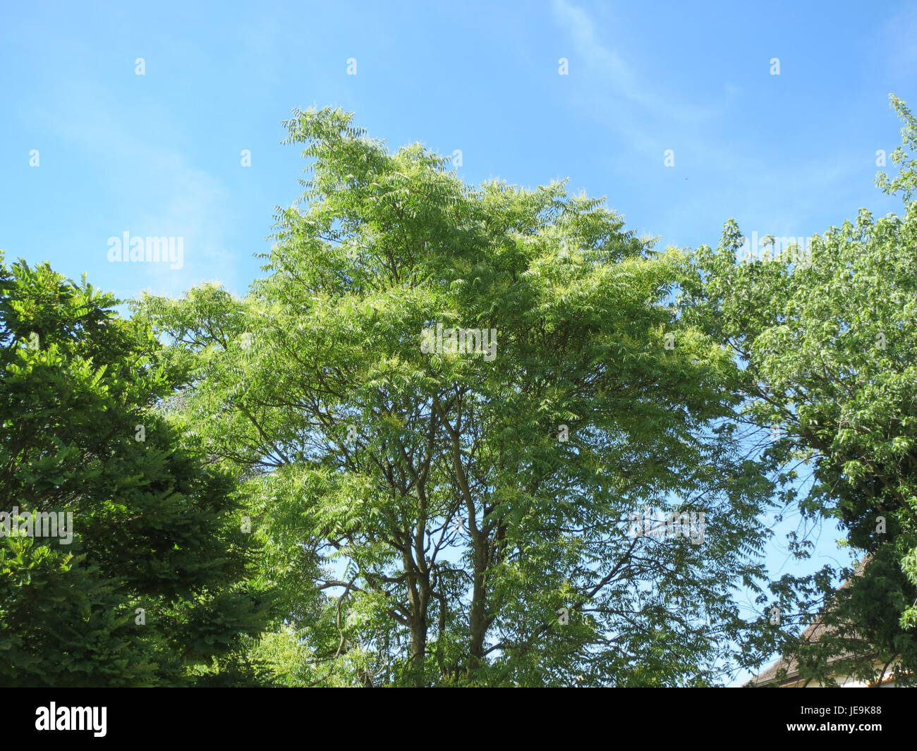 Ailanthus altissima, commonly known as the tree of heaven, is depicted ...