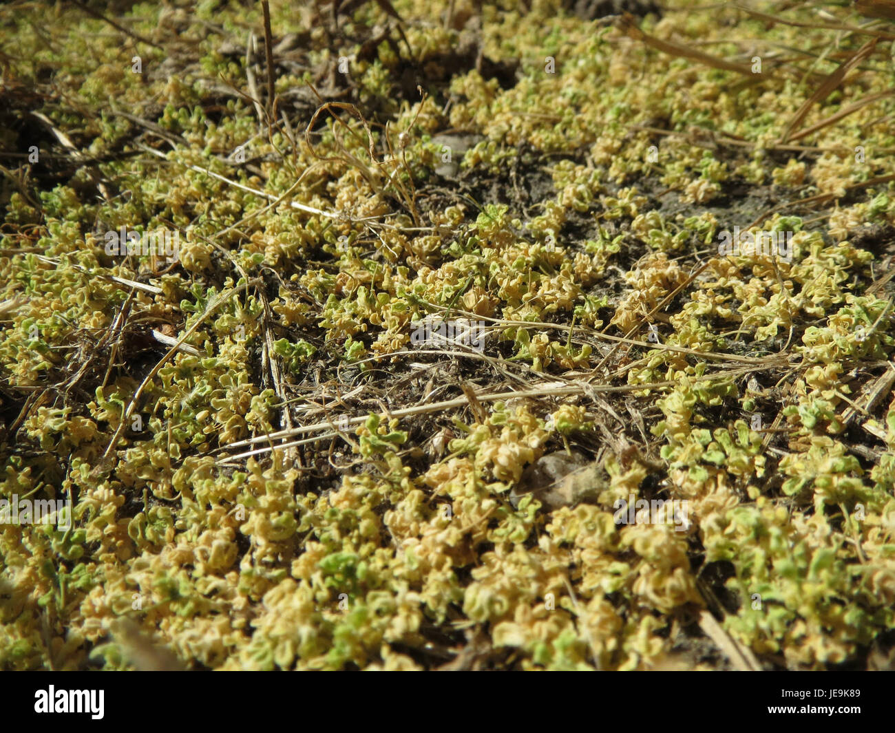 Ailanthus tree known heaven hi-res stock photography and images - Alamy