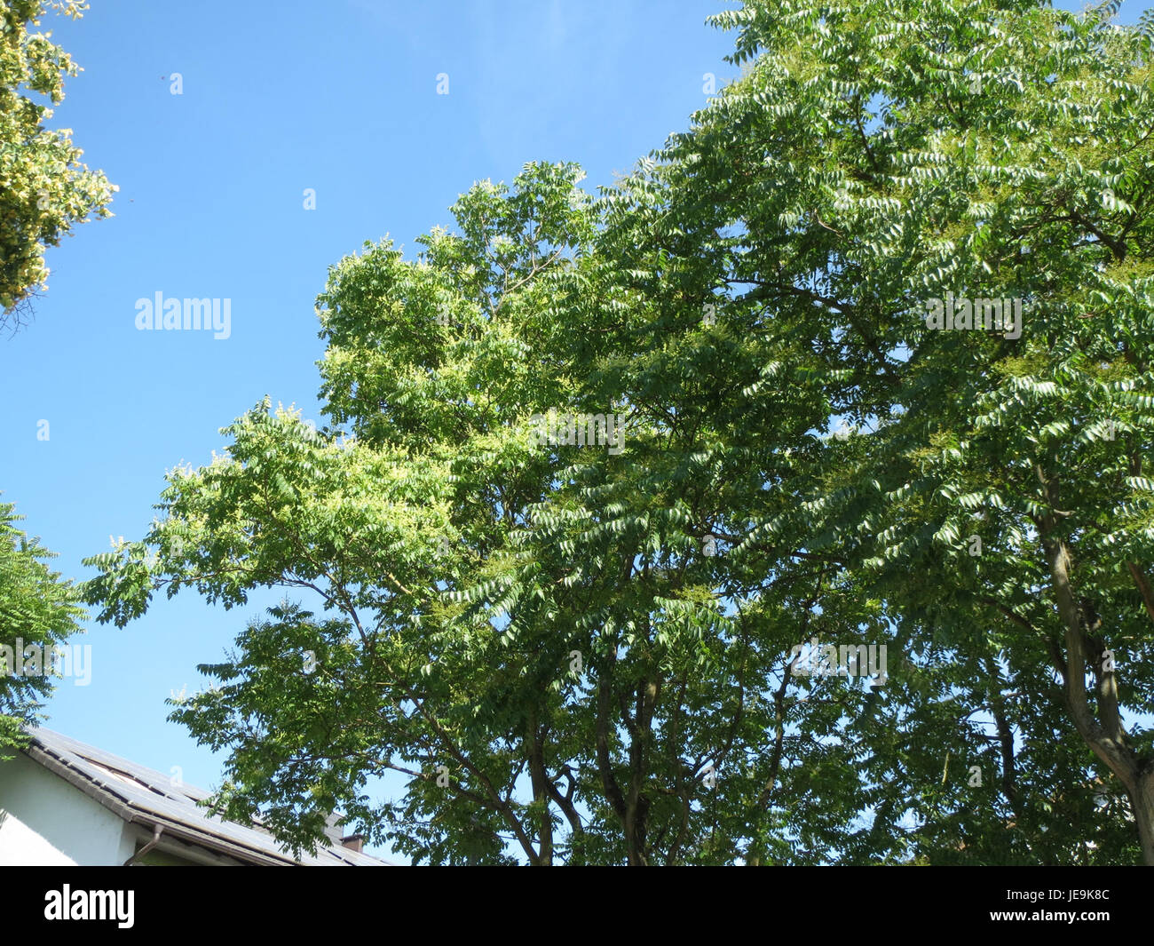 Ailanthus altissima, commonly known as tree of heaven, is an invasive ...