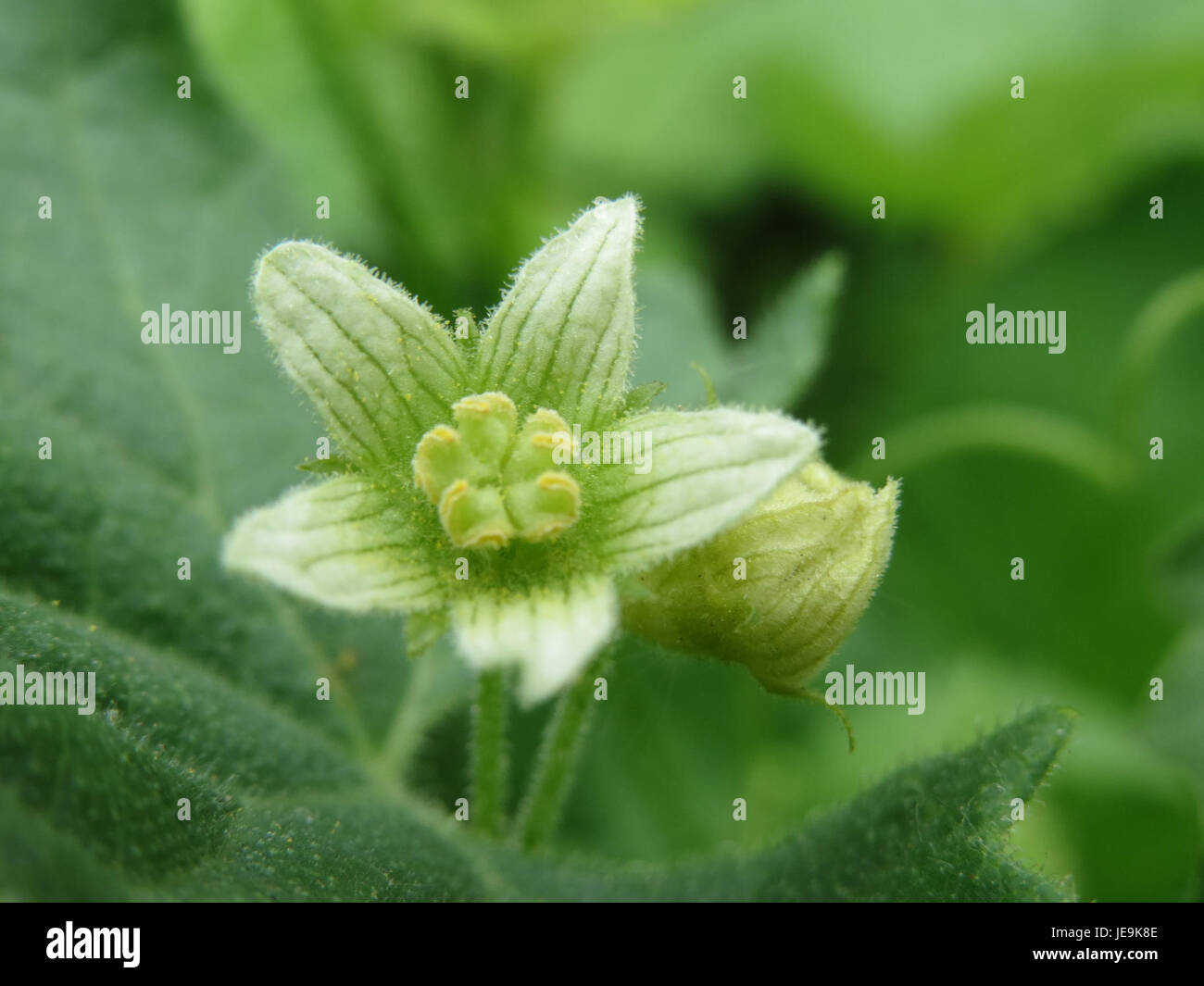 This image captures Bryonia dioica, commonly known as white bryony. The ...