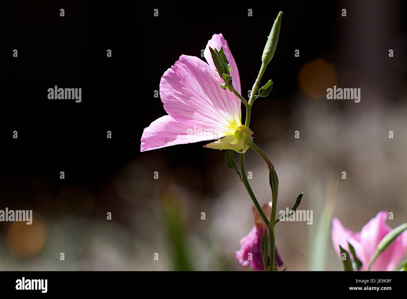 Delicate floral patterns features hi-res stock photography and images ...