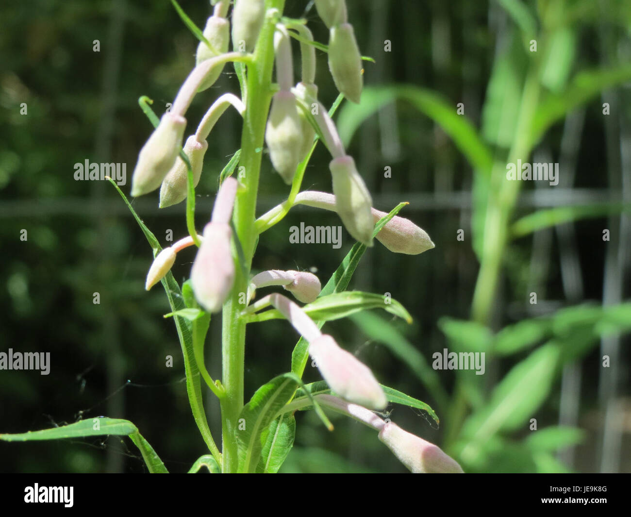 Stalks flowers hi-res stock photography and images - Alamy