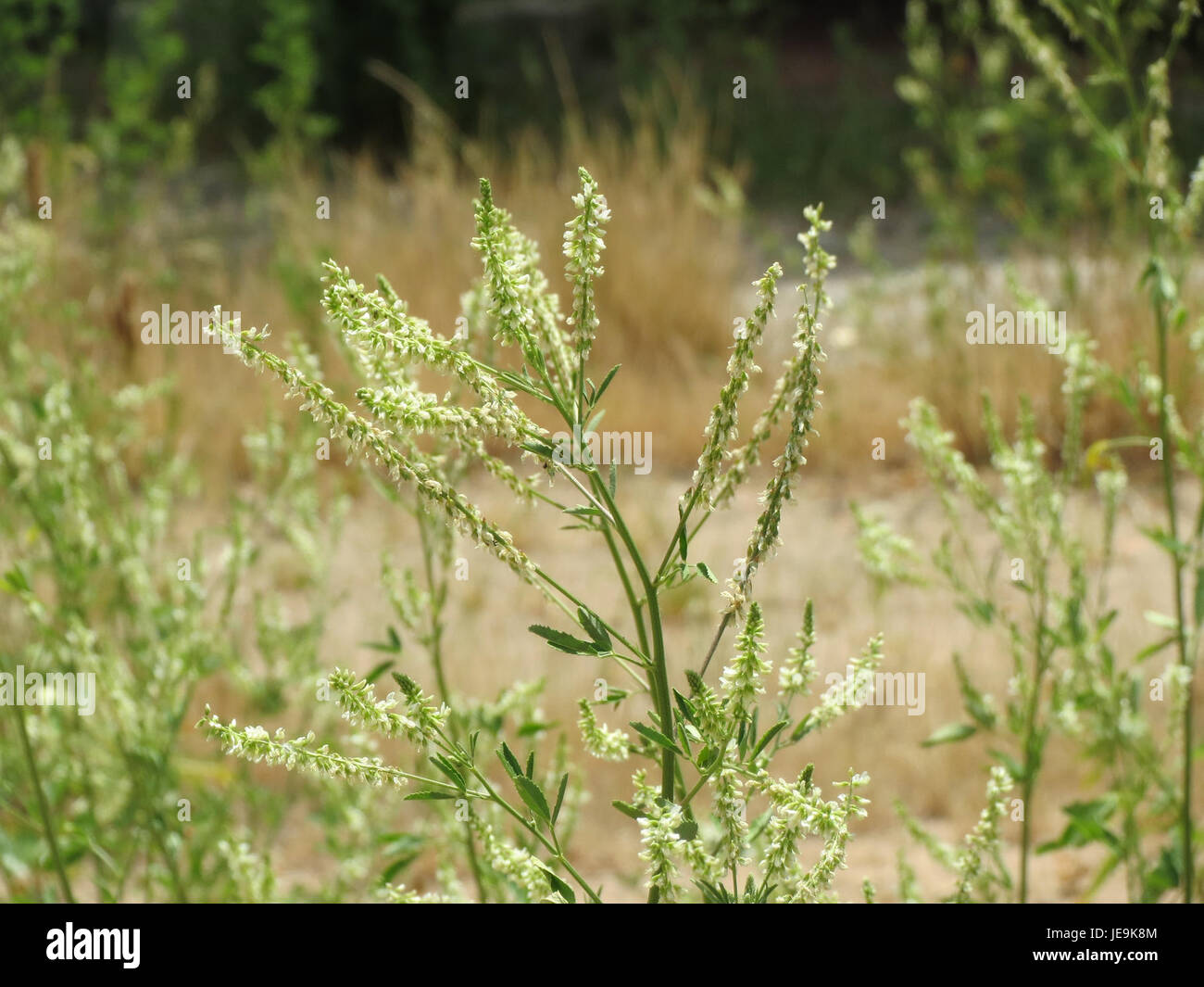 The image features Melilotus albus, also known as white sweet clover, a ...