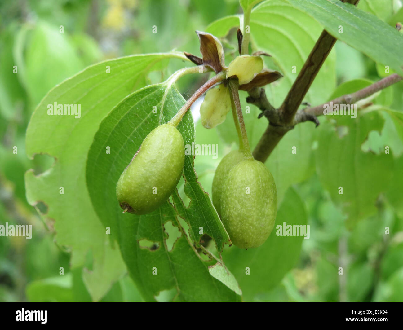 Cornus mas, also known as the cornelian cherry, is a deciduous shrub or ...