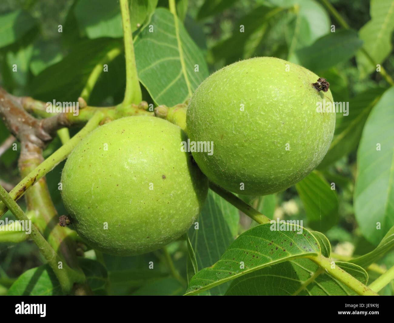 This image depicts Juglans regia, commonly known as the English walnut ...