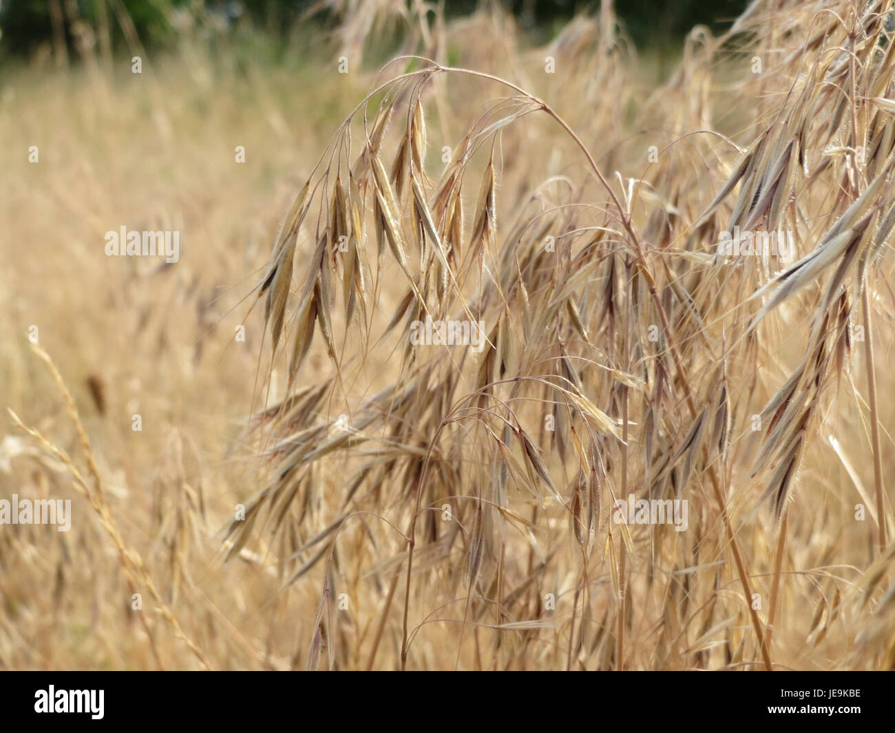 Bromus tectorum, commonly known as cheatgrass, is an invasive species ...