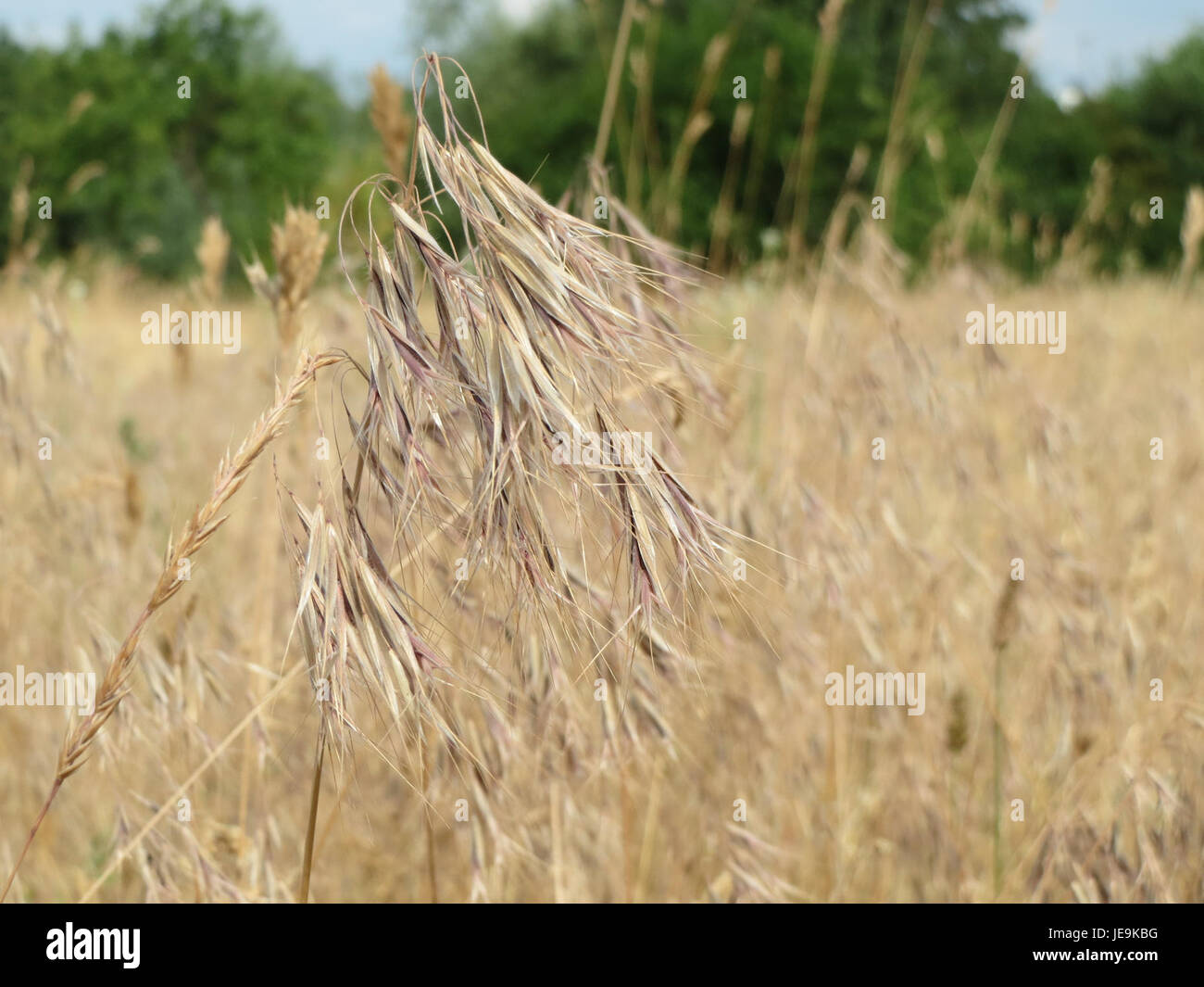 Bromus tectorum, or cheatgrass, is an invasive annual grass species ...
