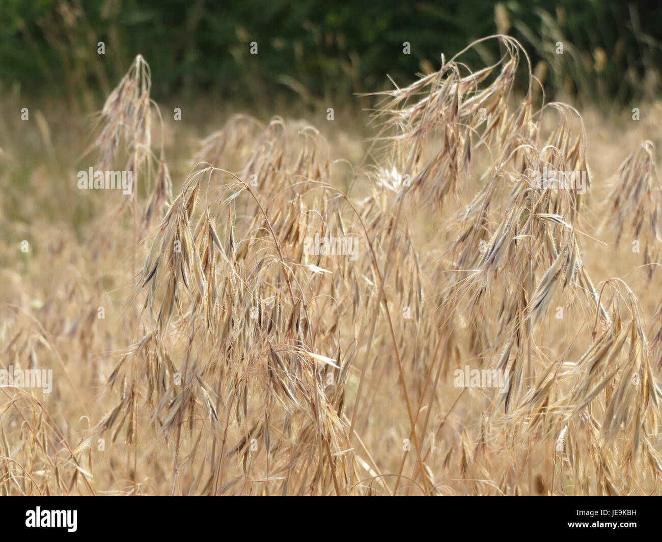 The photograph features Bromus tectorum, commonly known as cheatgrass ...