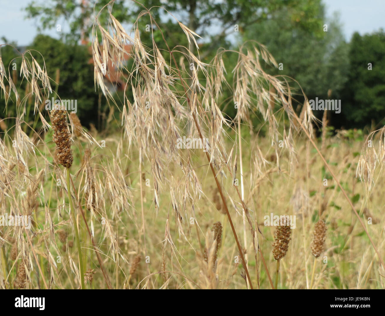 This image shows Bromus tectorum, commonly known as cheatgrass, a fast ...