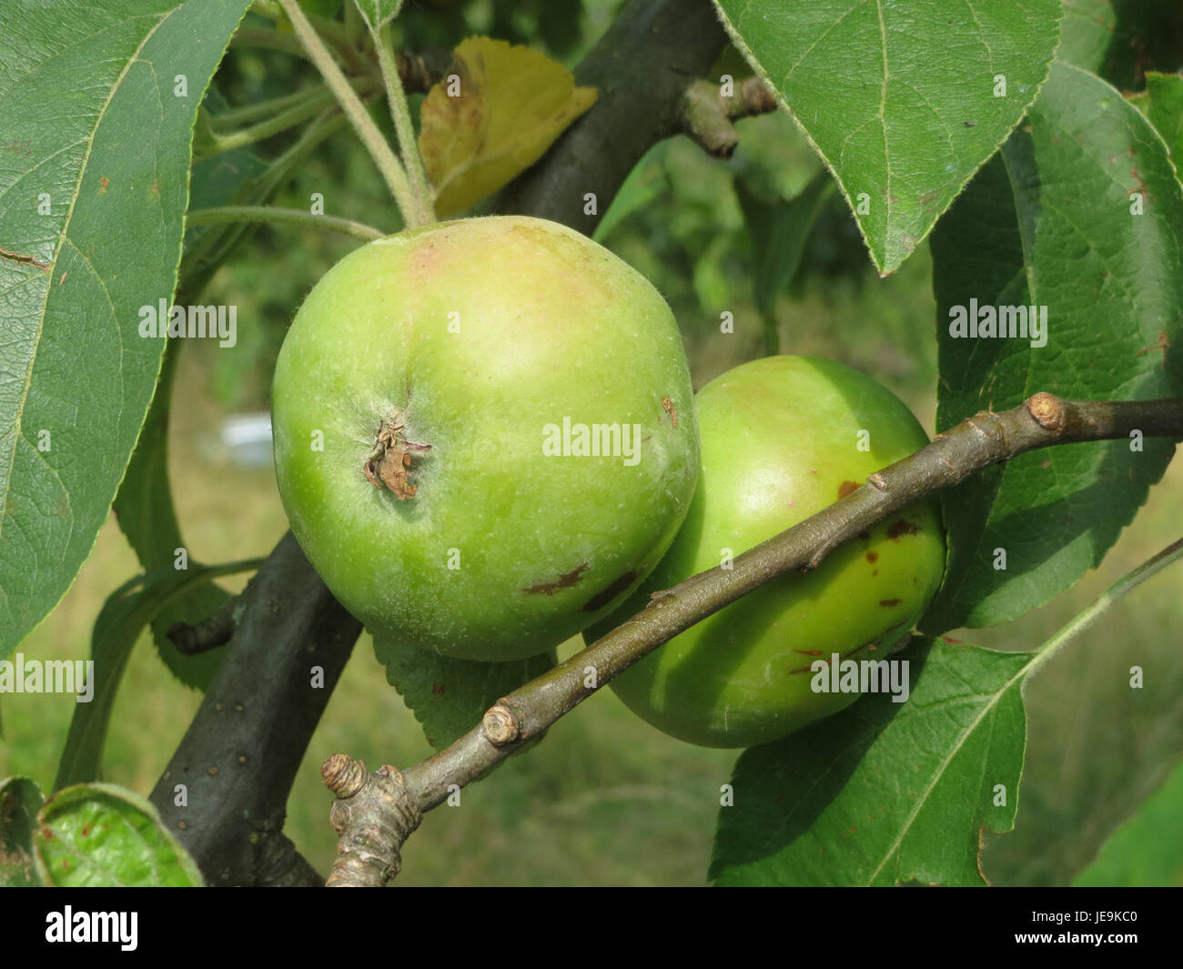 Grown in temperate climates hi-res stock photography and images - Alamy