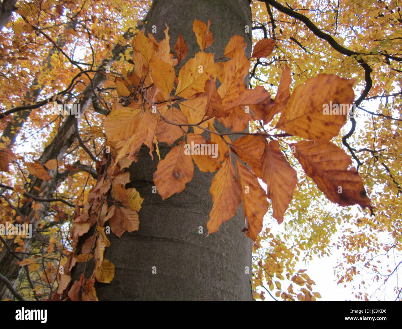 Memorial site former concentration hi-res stock photography and images ...