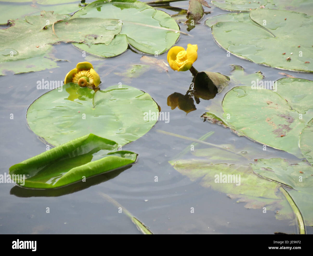 The '20140619 Nuphar lutea' image shows the yellow water lily, an ...