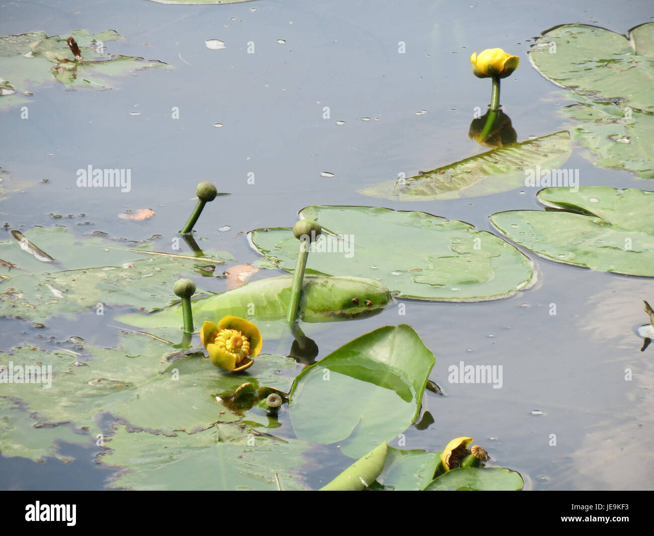 Nuphar lutea, commonly known as the yellow water lily, is a perennial ...