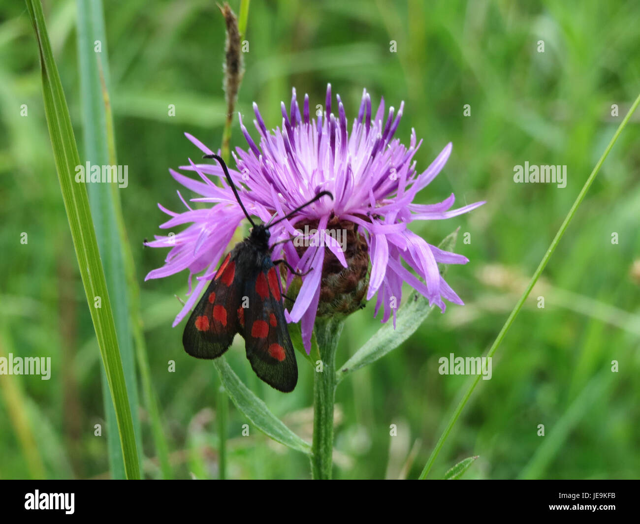 Photographed june 19 hi-res stock photography and images - Alamy