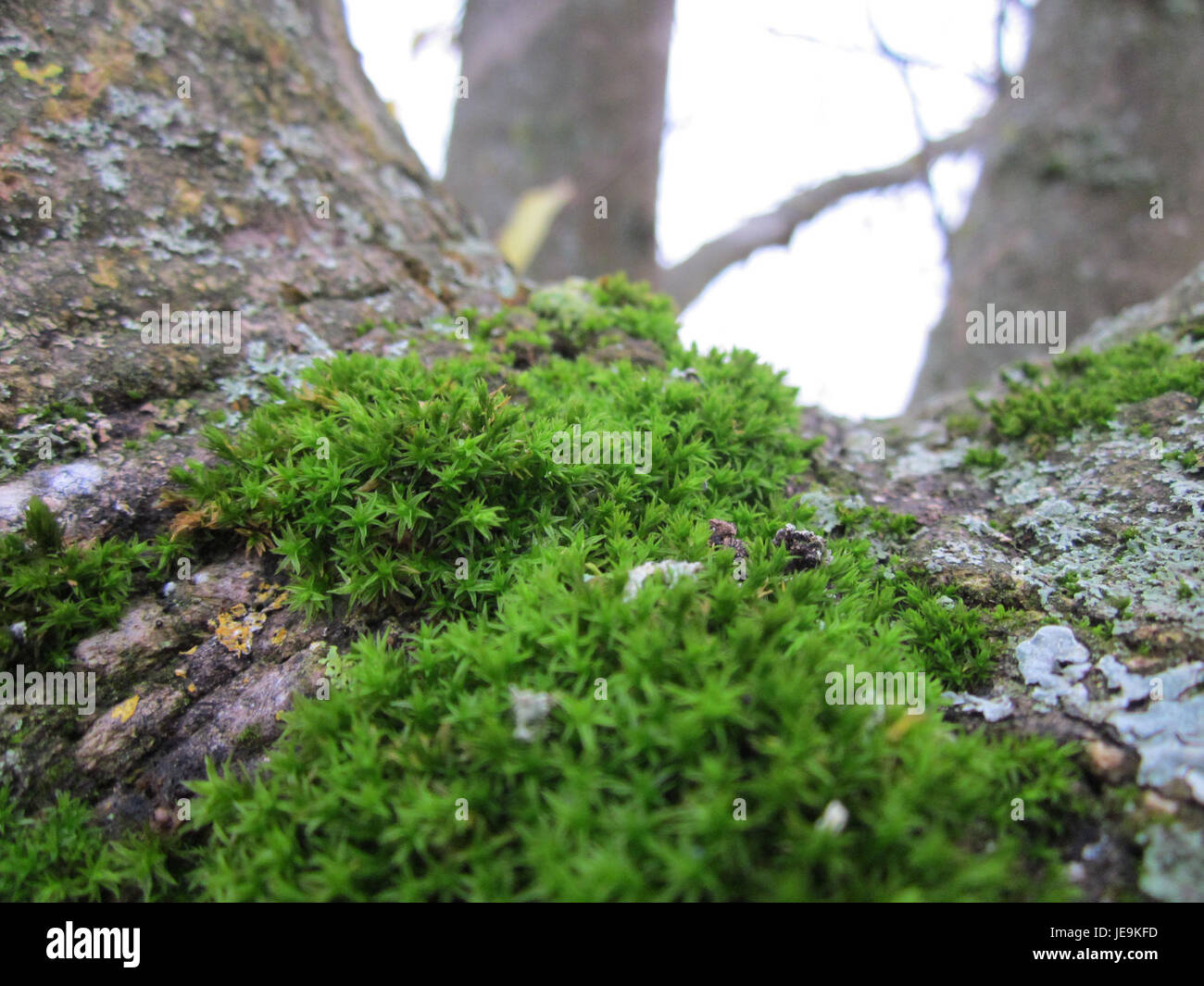 A photograph of Kisselwiesen in Reilingen, Germany, taken on November ...