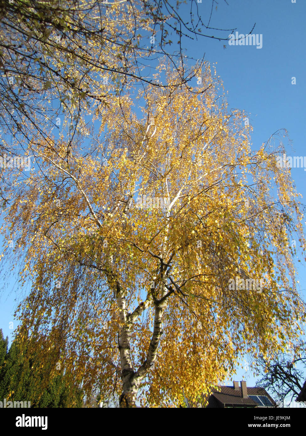 Birke, or birch trees, are common in the Hockenheim region. These ...