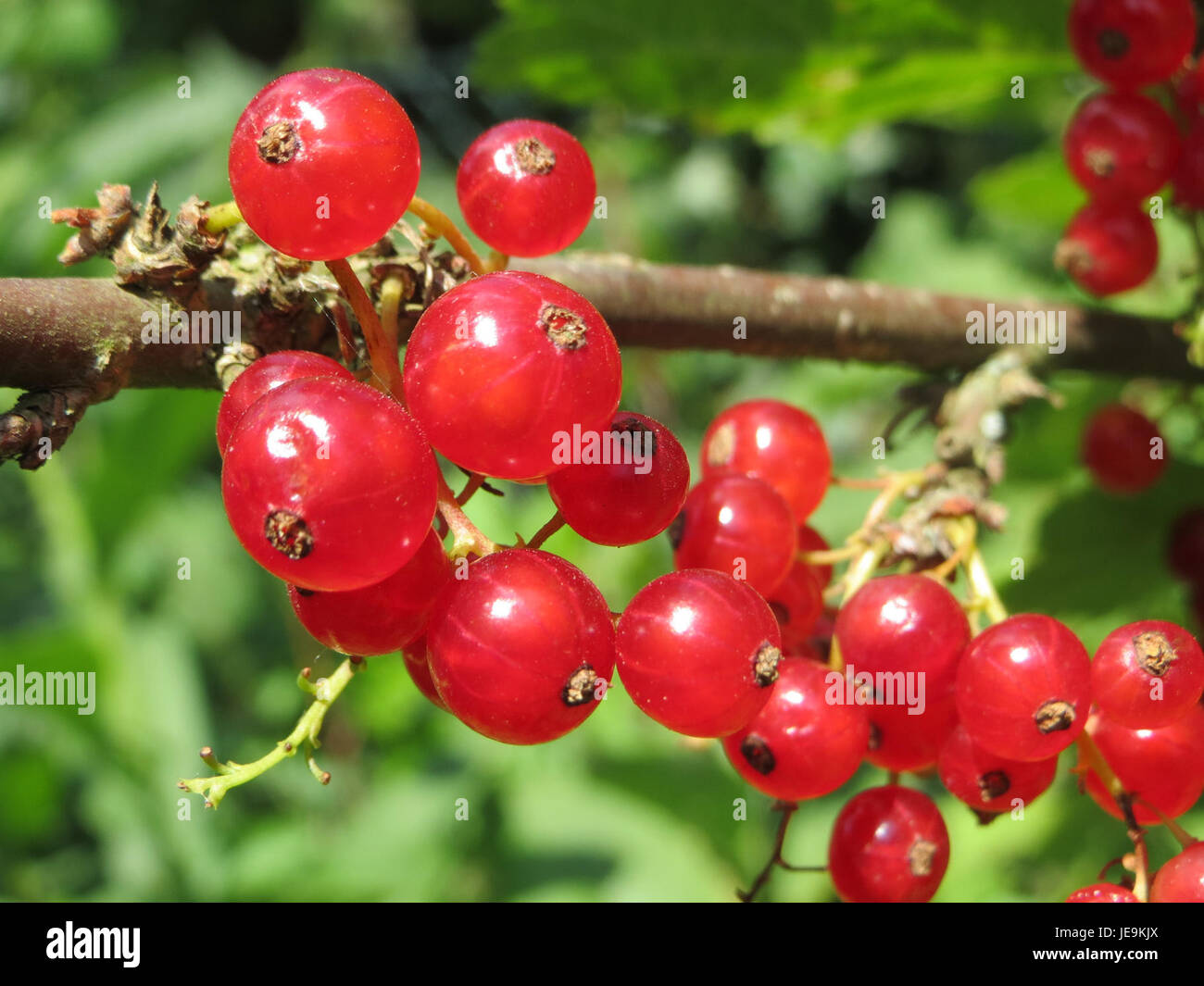 Ribes rubrum, commonly known as red currant, is a small fruit-bearing ...