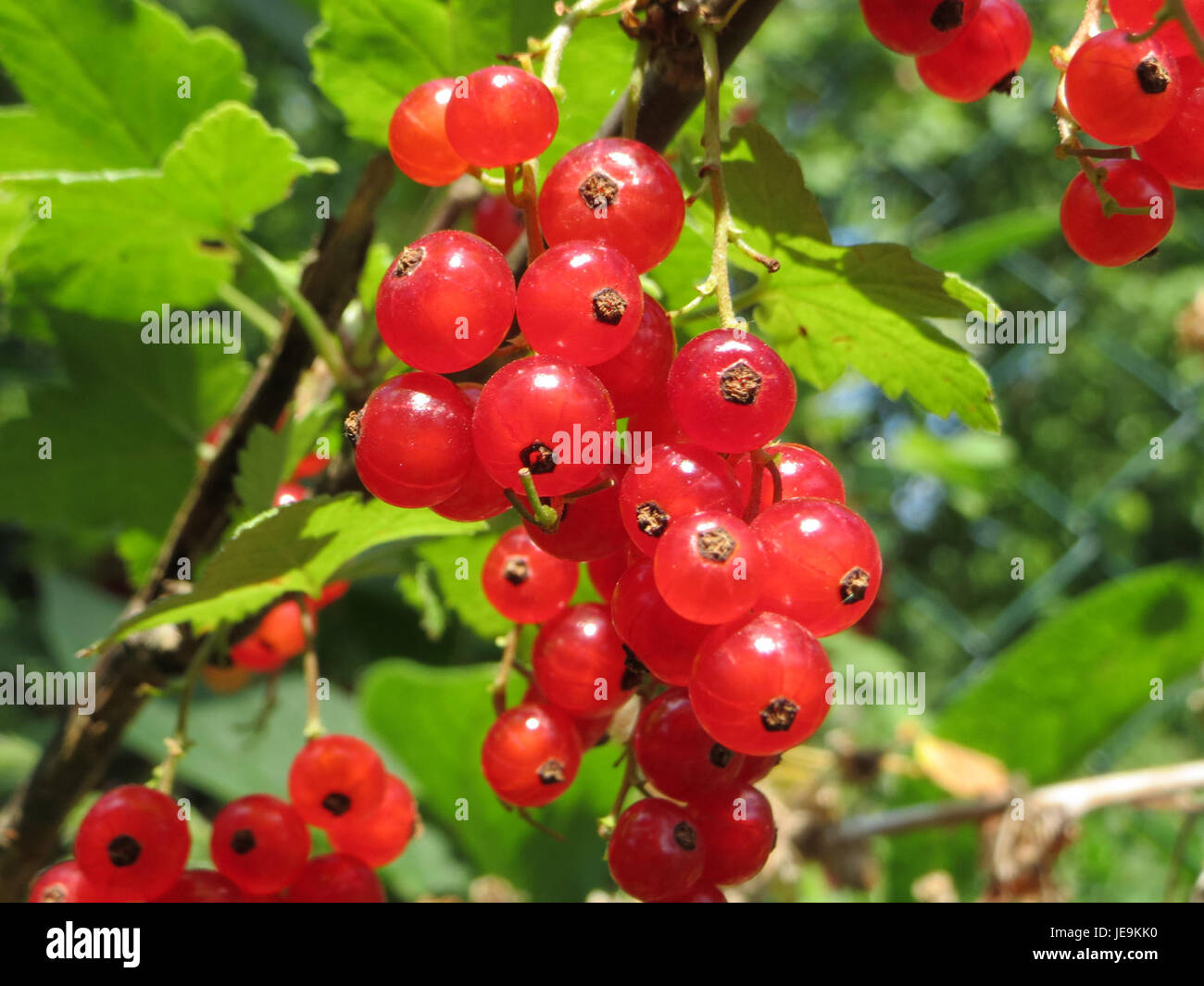 This image features Ribes rubrum, commonly known as red currant, a ...