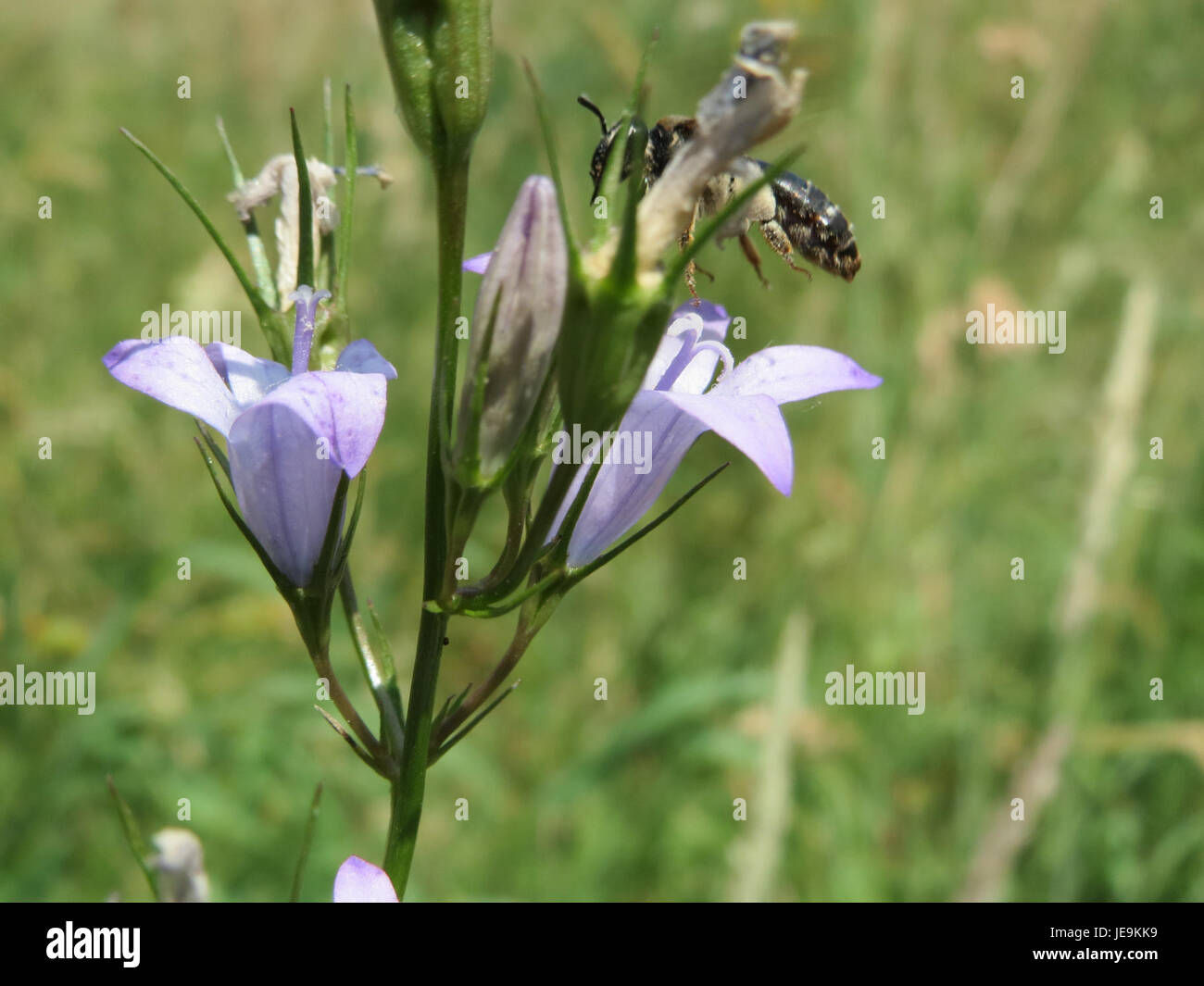 Campanula rapunculus, commonly known as rampion bellflower, is a ...