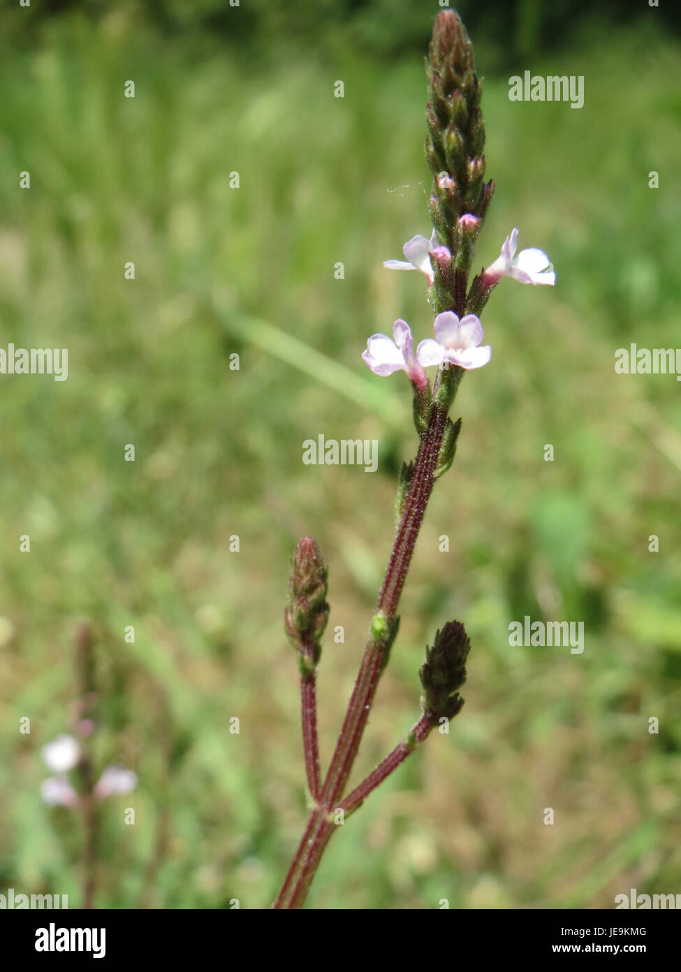 The image shows Verbena officinalis, commonly known as vervain, a ...