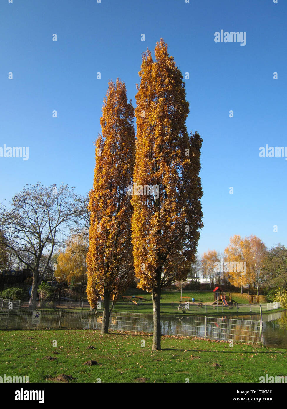 The image features a row of oak trees, known as 'Säuleneichen,' located ...