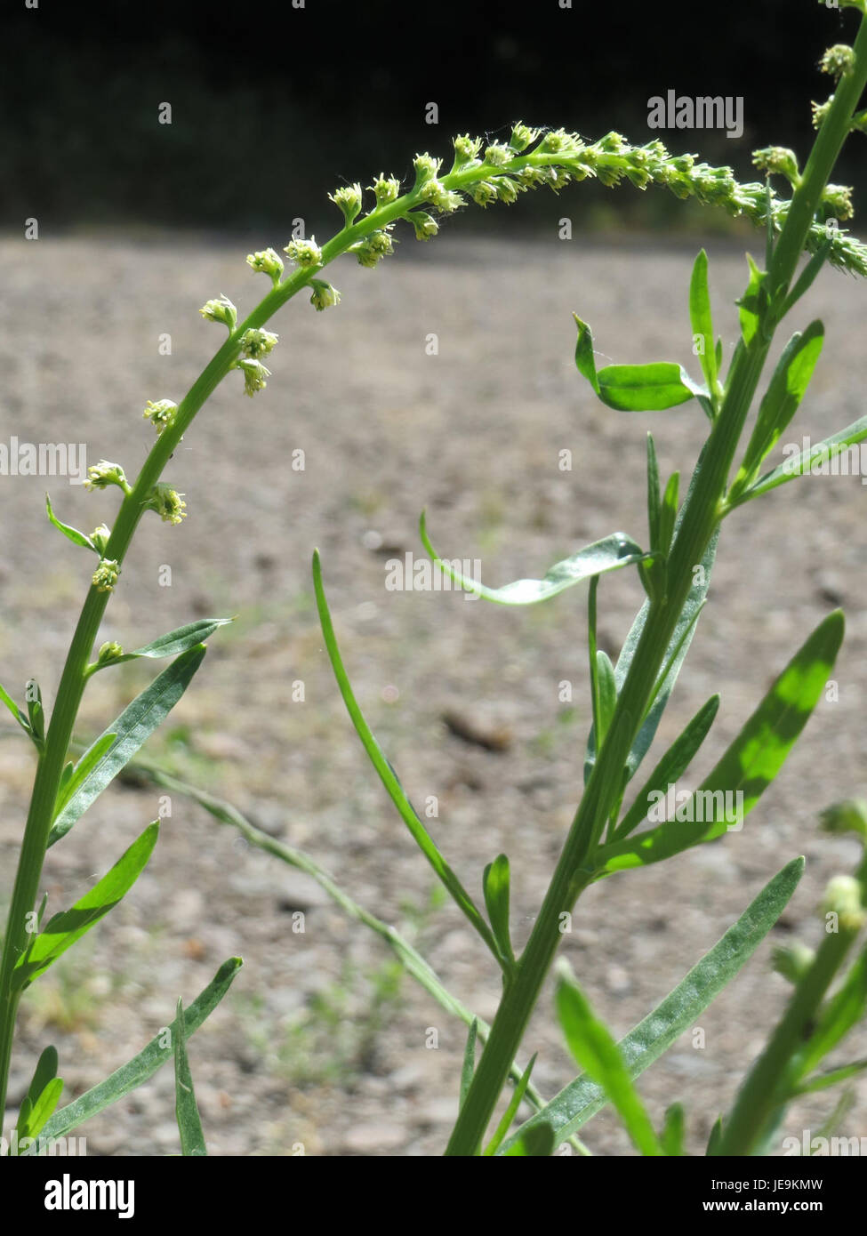 Photograph of Reseda luteola, commonly known as weld, taken on June 22 ...