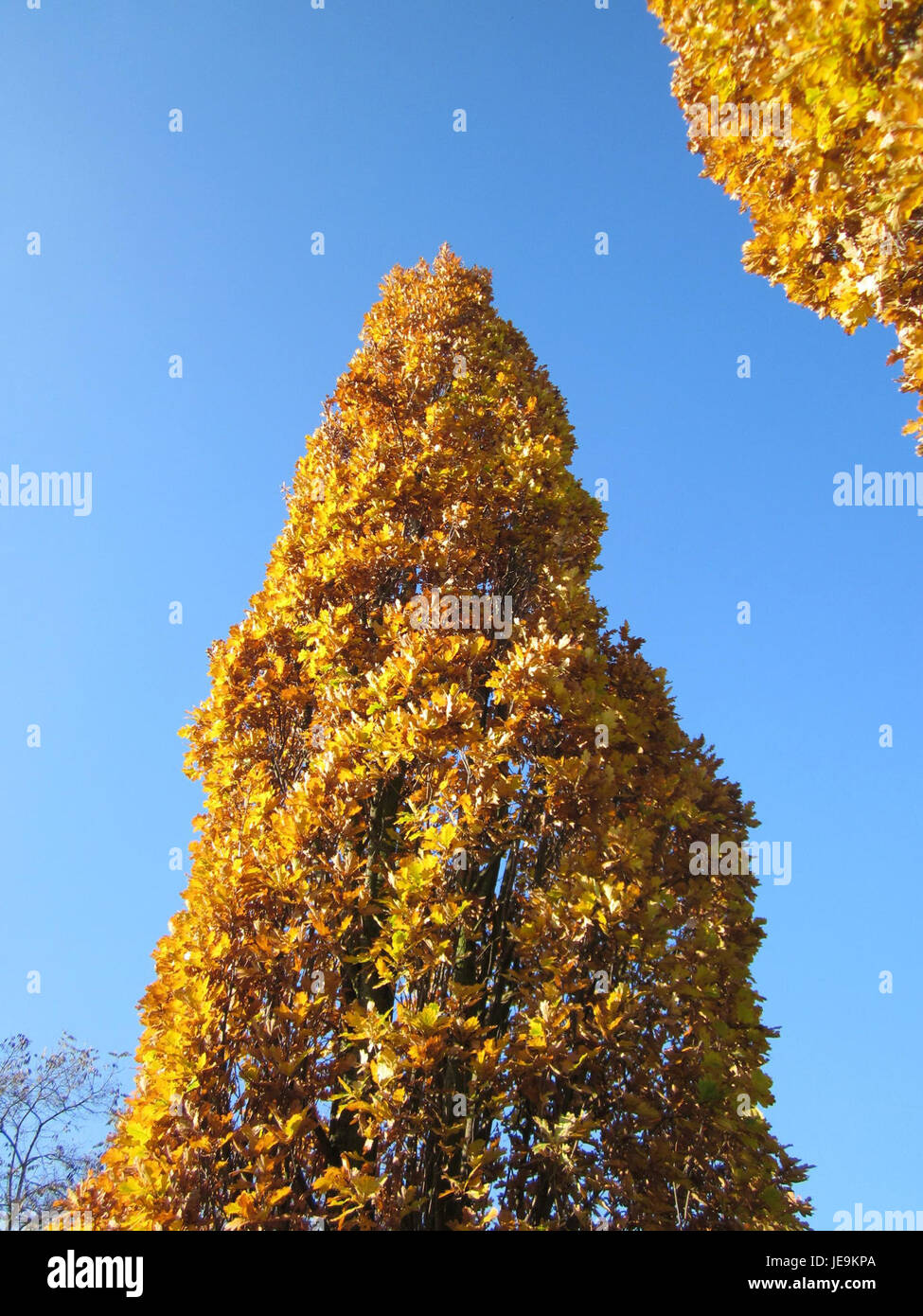 The Saeuleneichen, or column oaks, are a notable feature of the ...