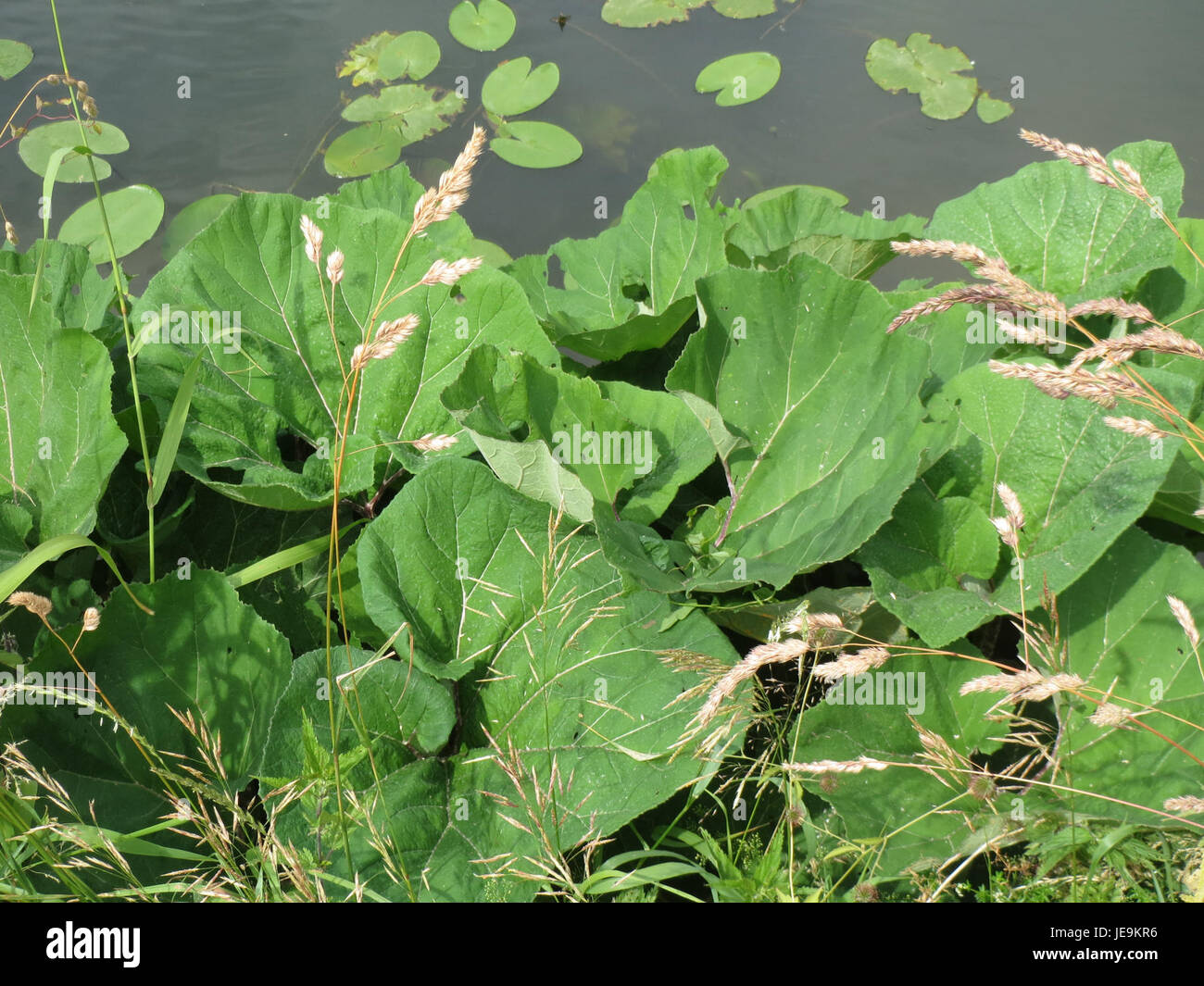 Petasites hybridus, commonly known as butterbur, is a perennial plant ...