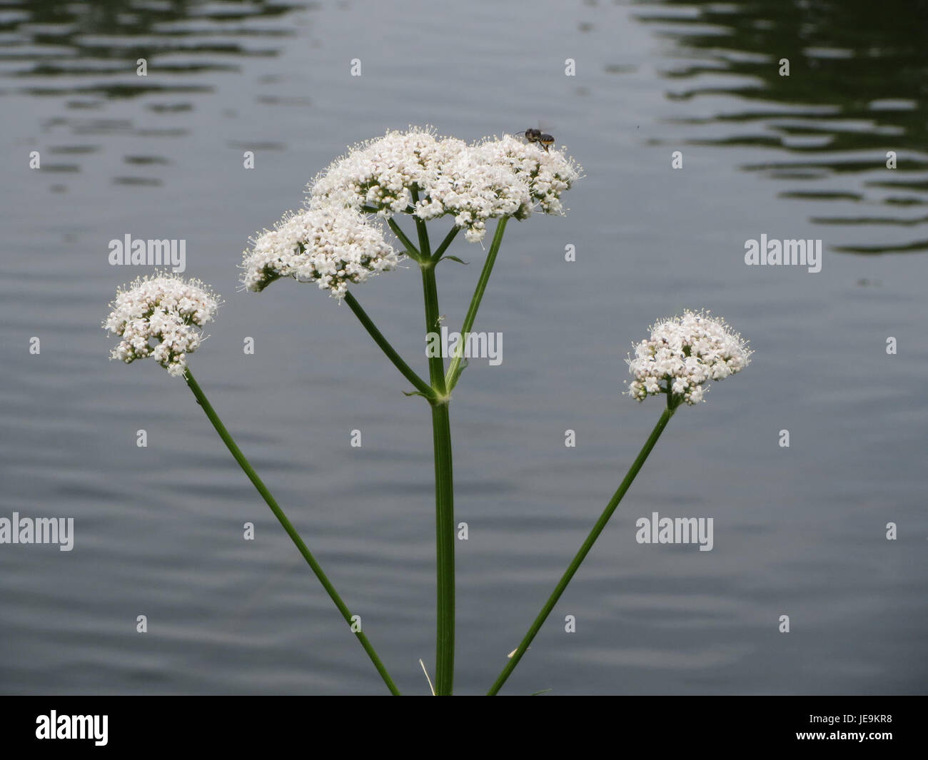 Valeriana officinalis, commonly known as valerian, is a flowering plant ...
