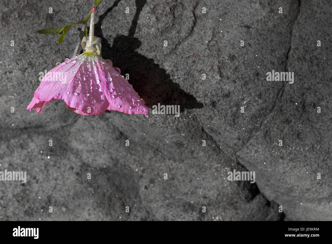 Primrose line hi-res stock photography and images - Alamy