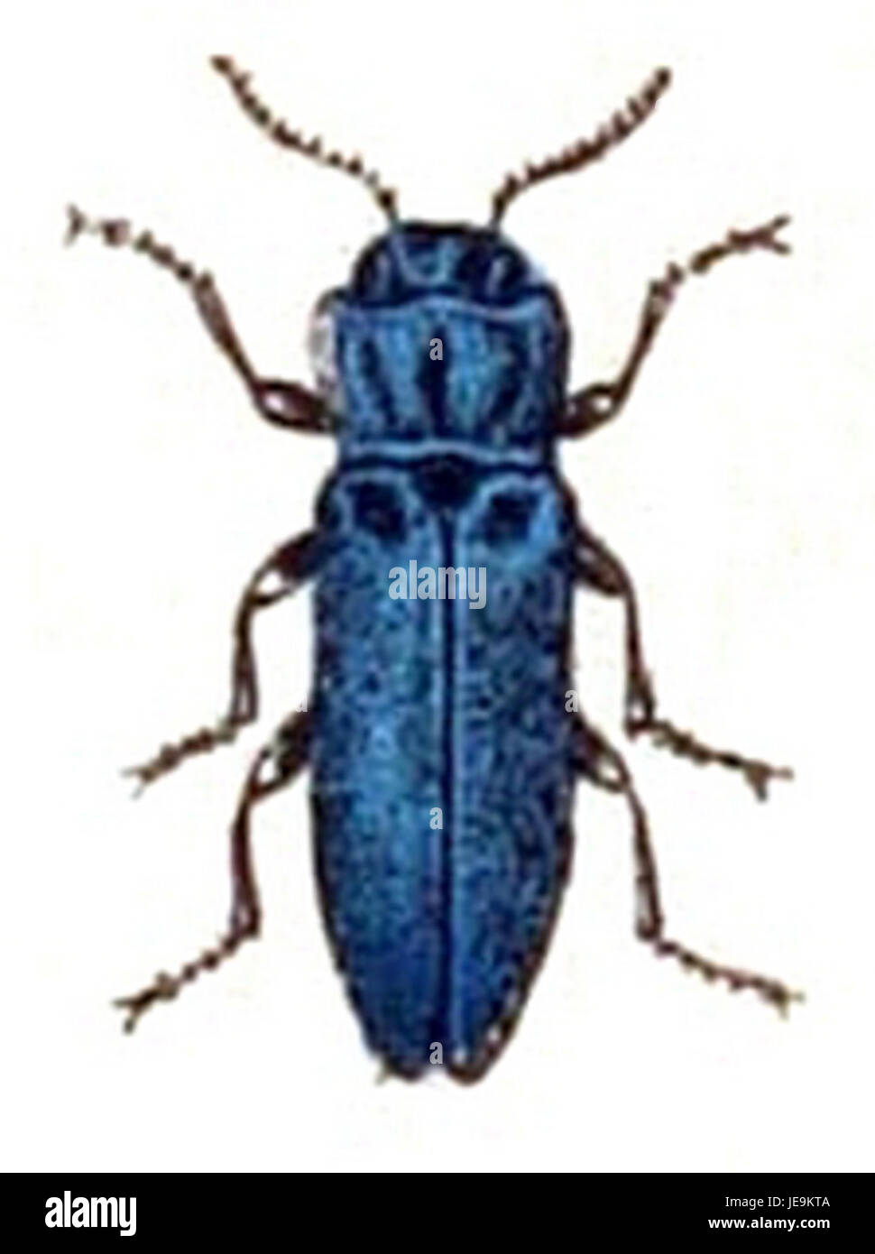 Agrilus hi-res stock photography and images - Alamy