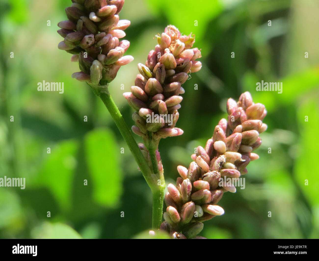 Persicaria lapathifolia, also known as pale persicaria or swamp ...