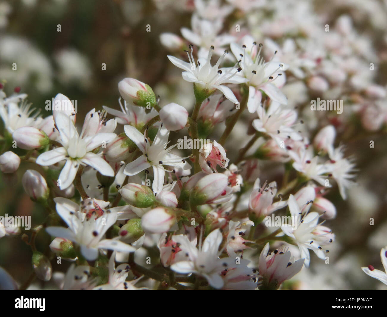 Sedum album, also known as white stonecrop, is a succulent plant native ...
