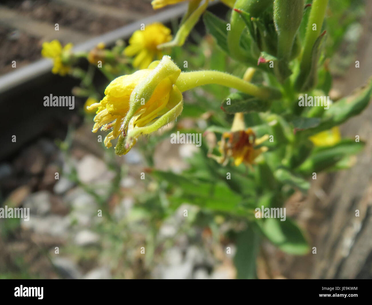 An image of Oenothera biennis, commonly known as evening primrose ...